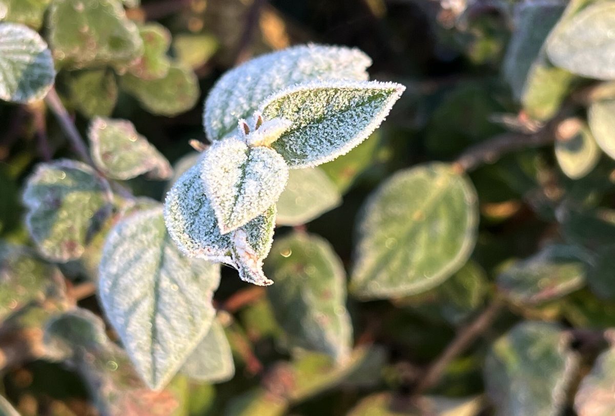 'Frost Artwork' | Today Is My Gift To You